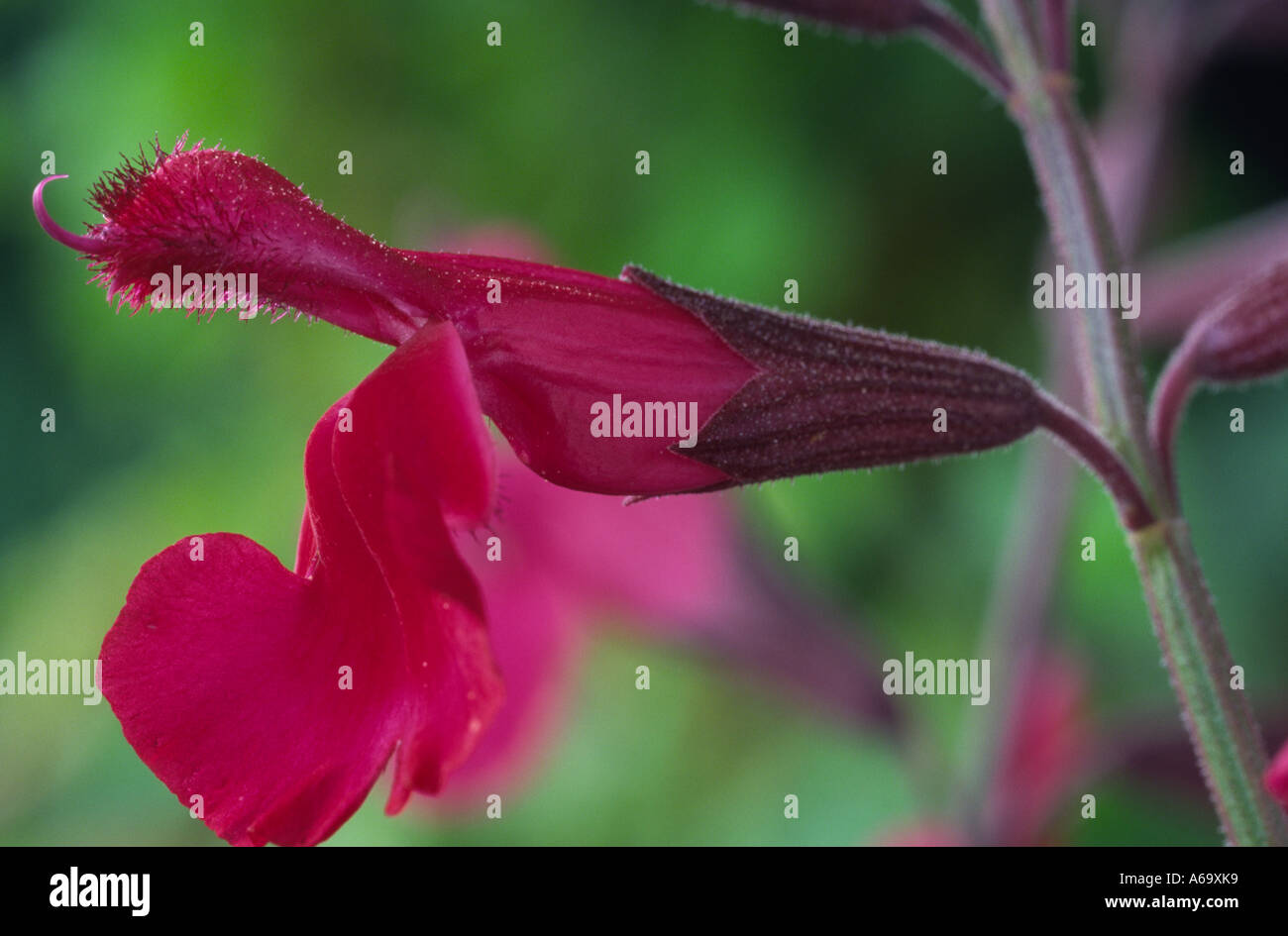 Salvia 'Raspberry Royale'. Sage Stock Photo - Alamy