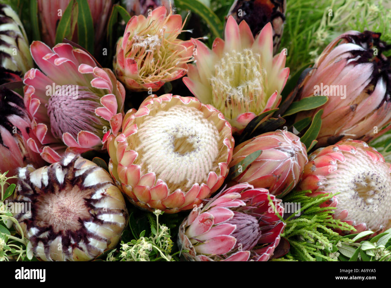 Protea Flowers South Africa RSA Stock Photo - Alamy