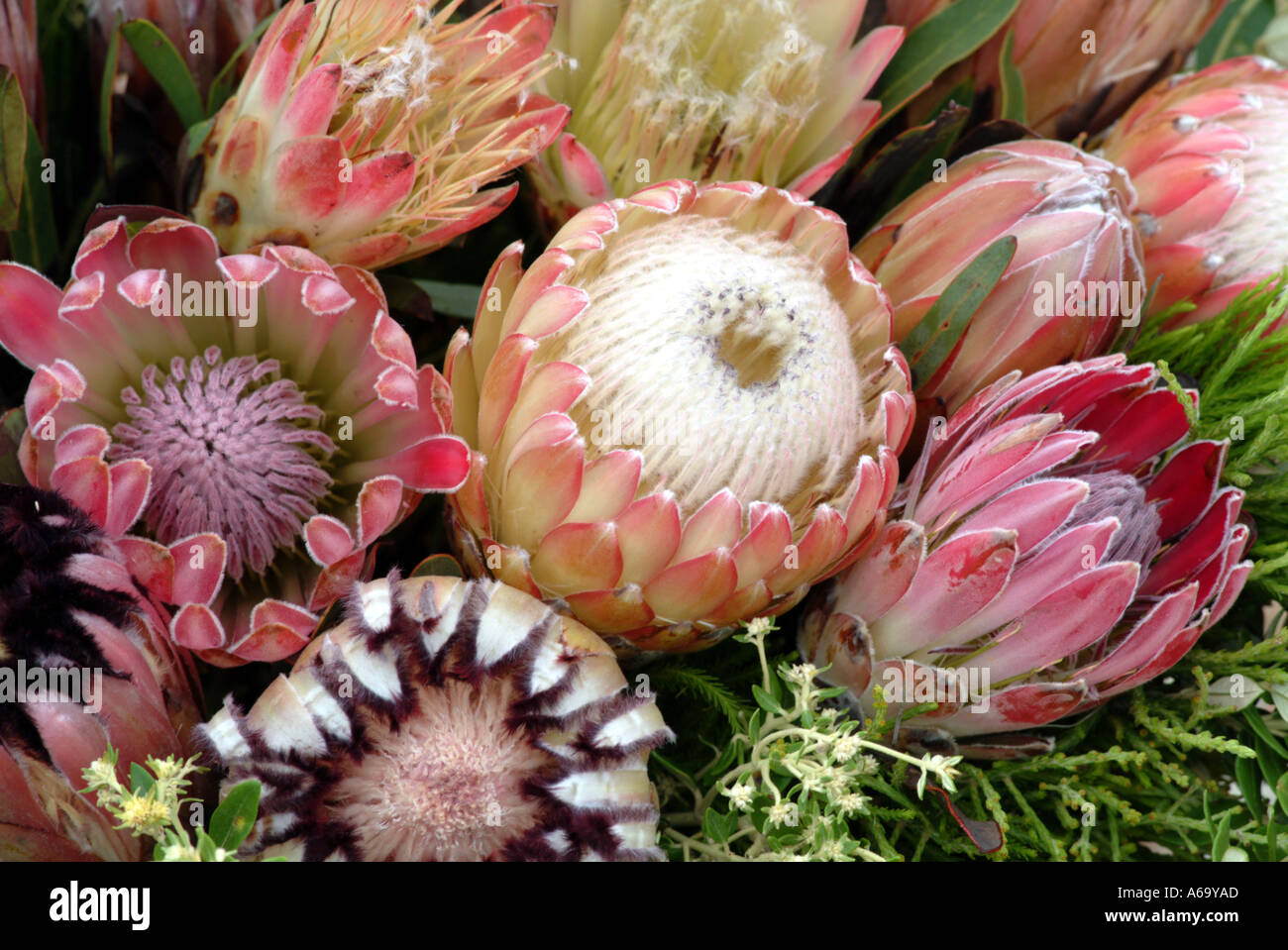 Protea Flowers South Africa RSA Stock Photo - Alamy