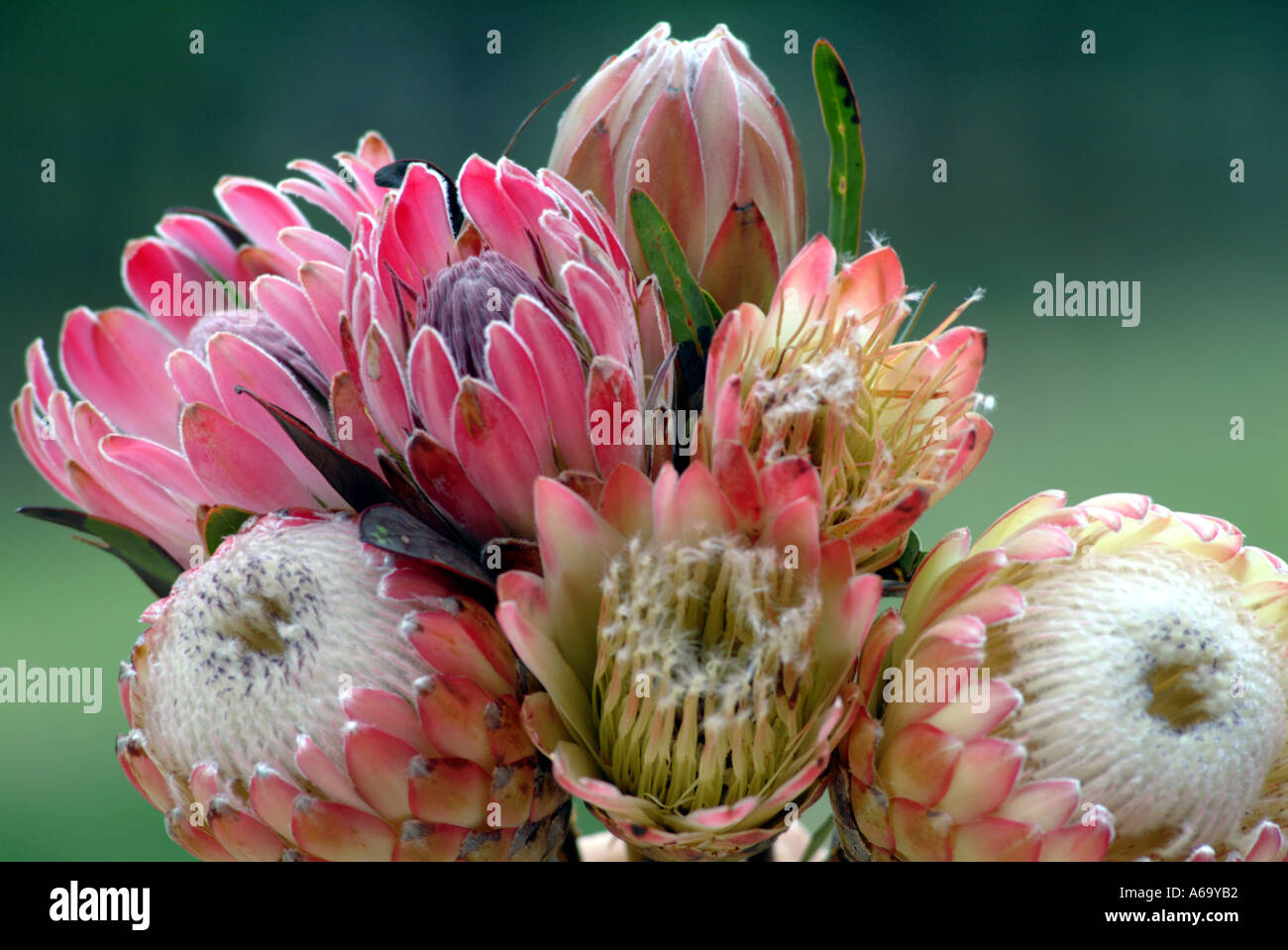 Protea Flowers South Africa RSA Stock Photo - Alamy