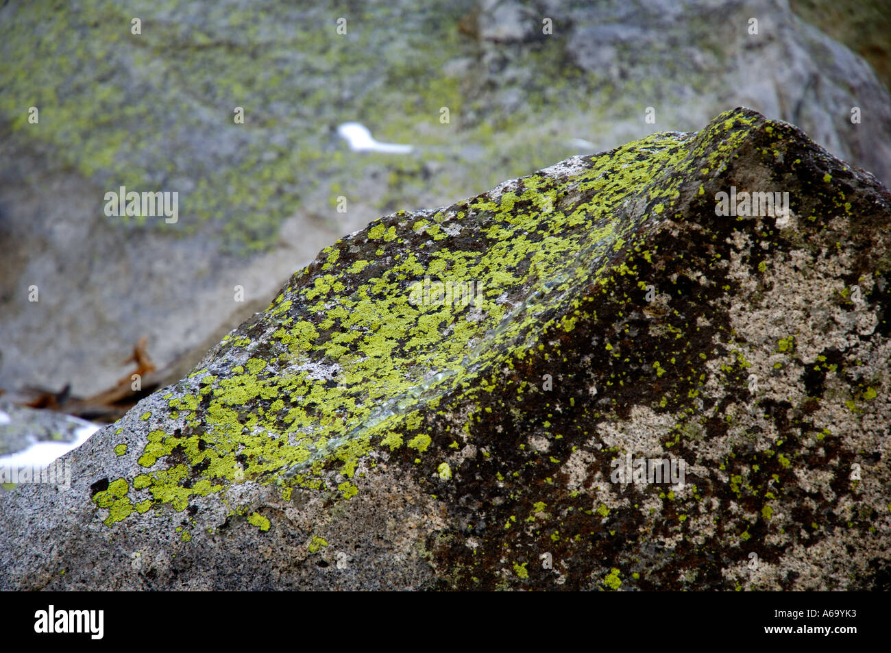Lichens growing on rocks Stock Photo - Alamy