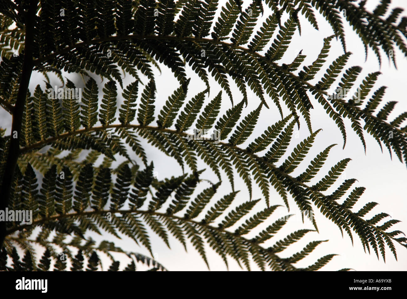 Detail of a large garden fern Stock Photo - Alamy