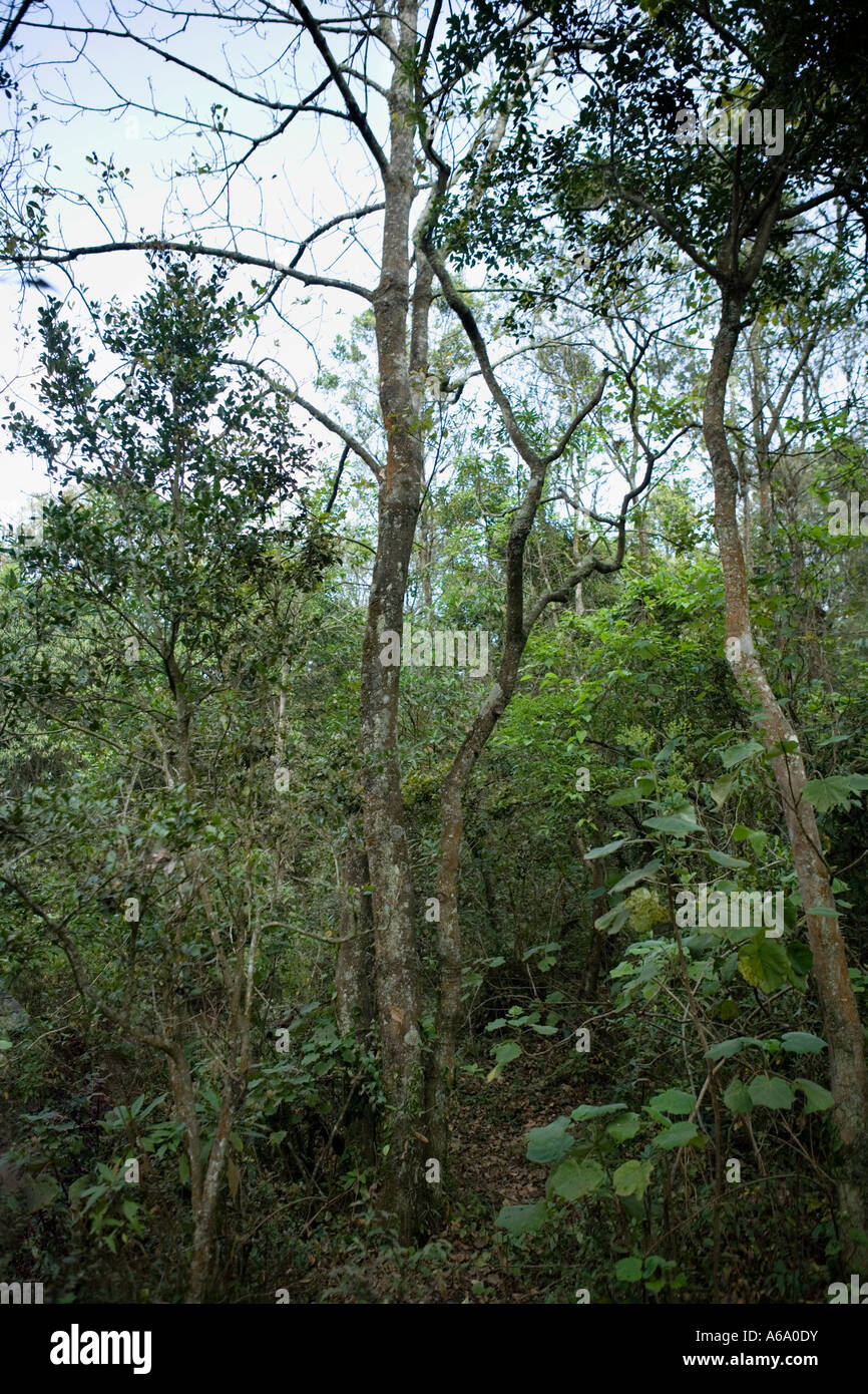 Arbol de hormigo platymiscium dimorphandrum hollowed out by ants used ...