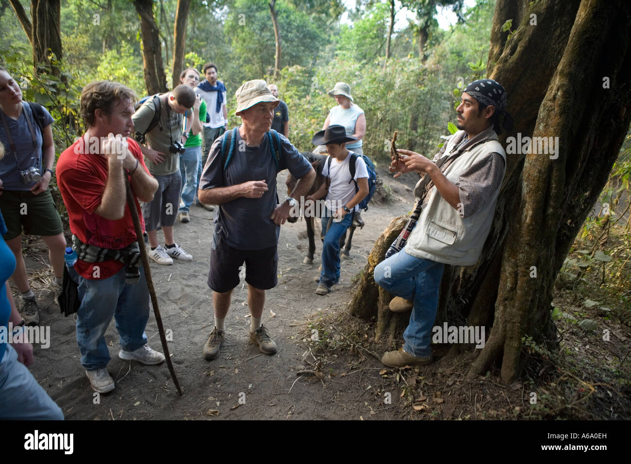 Tour guide describes calaguala aka polypodium or samambaia a medicinal ...