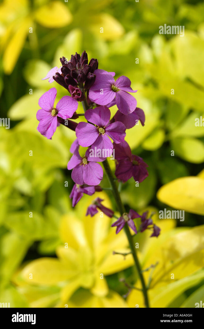 Erysimum Bowles Mauve Everlasting wallflower Stock Photo - Alamy