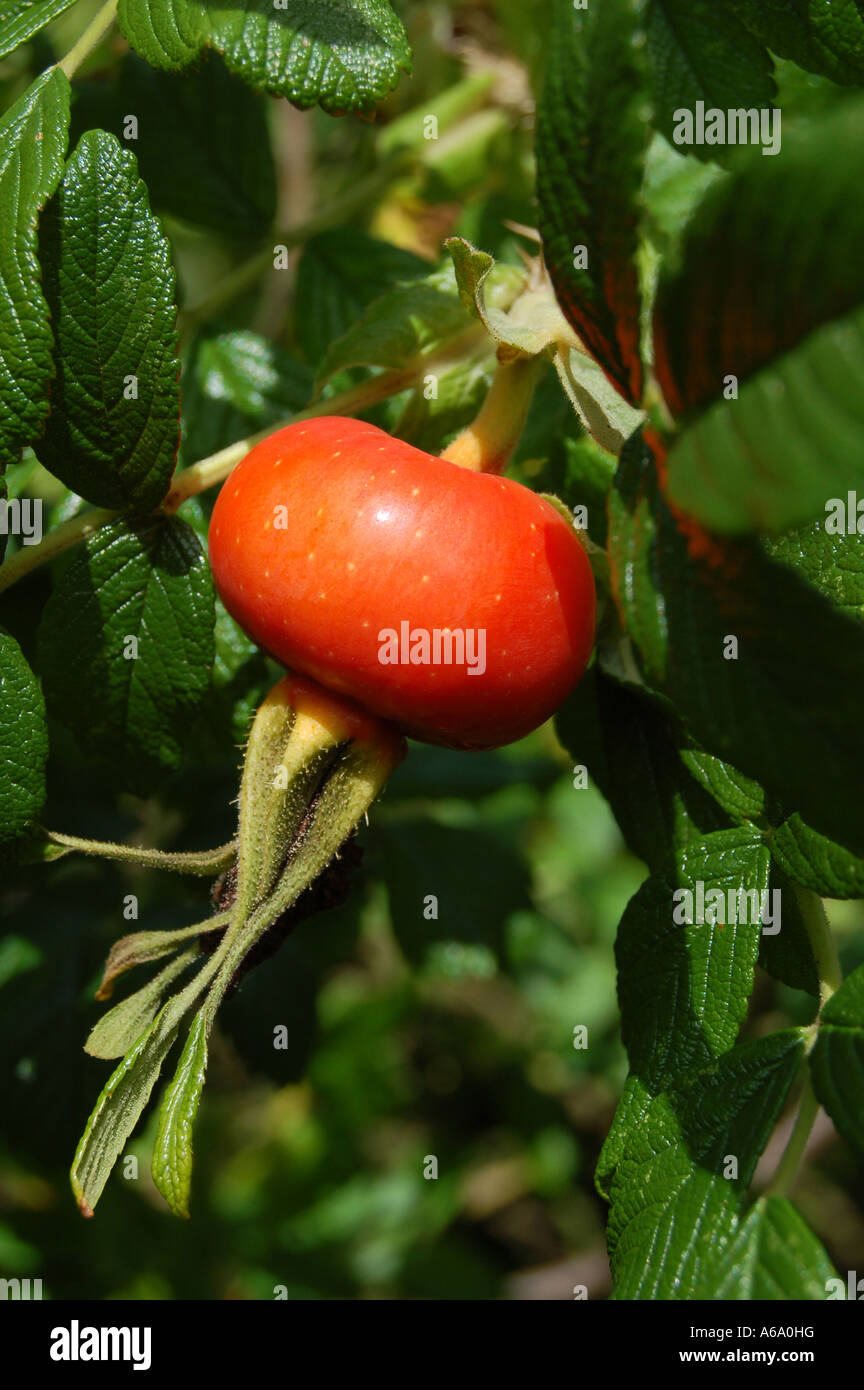 Rosa Rugosa, Rose hip Stock Photo - Alamy