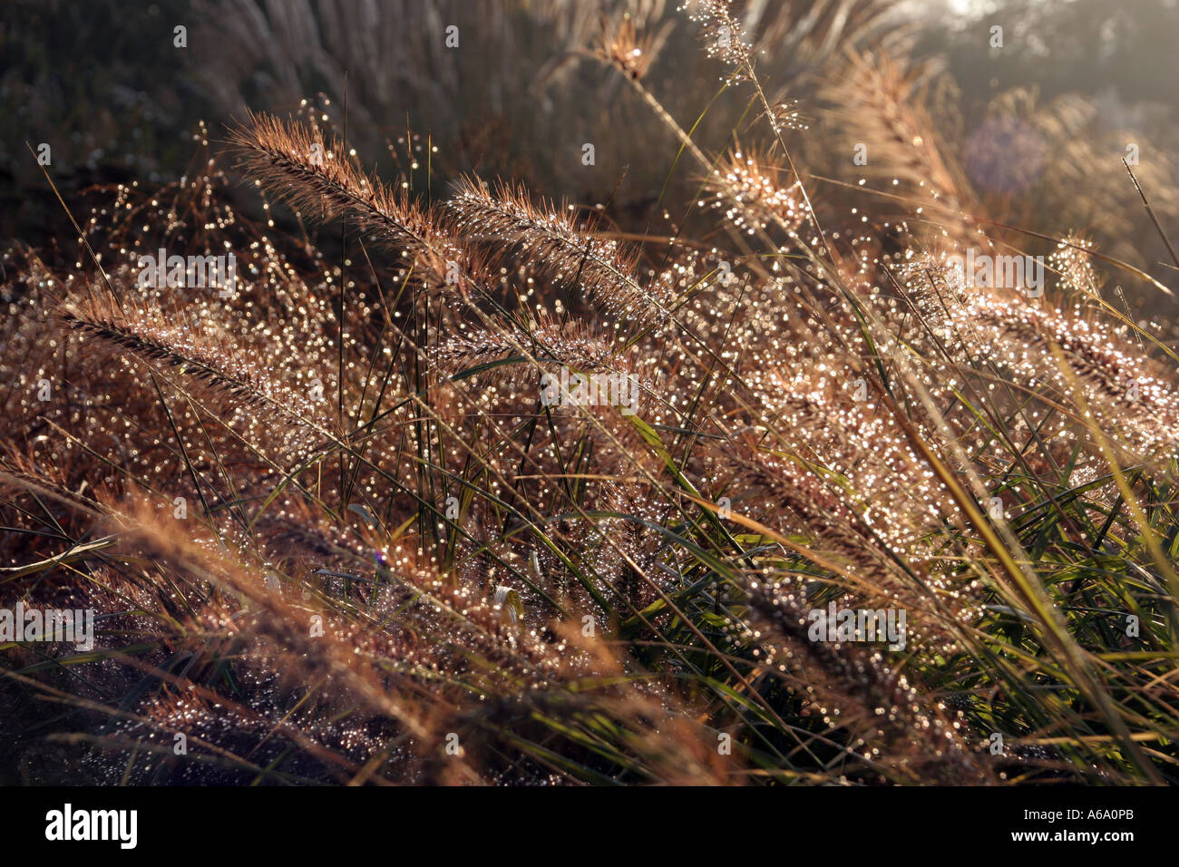 Grasses at RHS Gardens Wisley Stock Photo - Alamy
