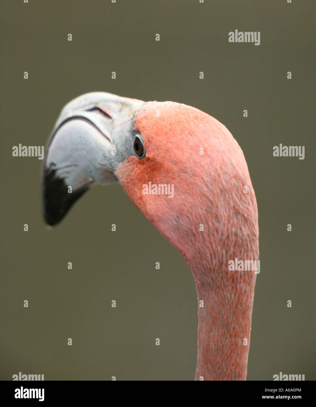 Closeup of pink flamingo head Stock Photo - Alamy