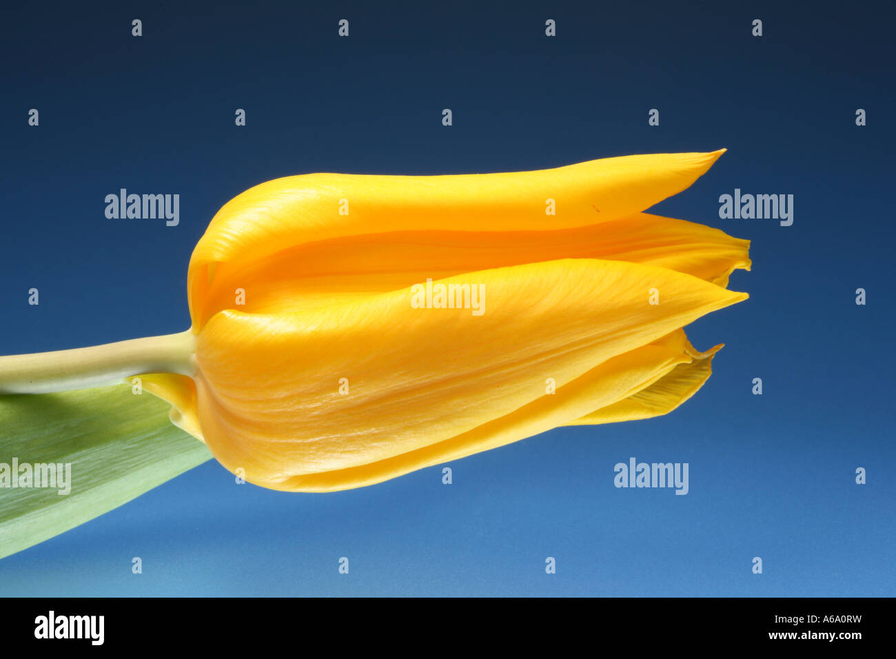 yellow tulip flower Stock Photo - Alamy