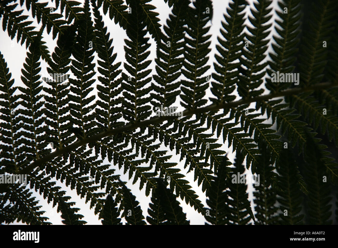Regular ferns hi-res stock photography and images - Alamy
