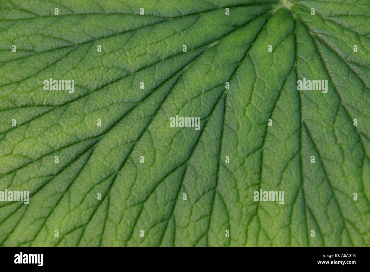 Detail of a Geranium leaf Stock Photo - Alamy