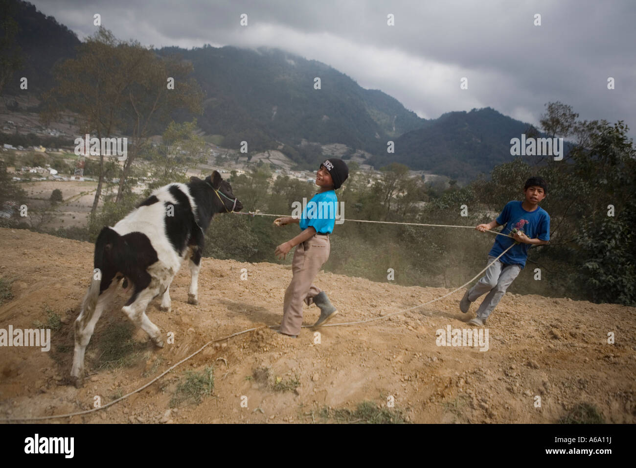 Two boys pulling a cow near Quetzaltenango aka Xela Guatemala Stock ...