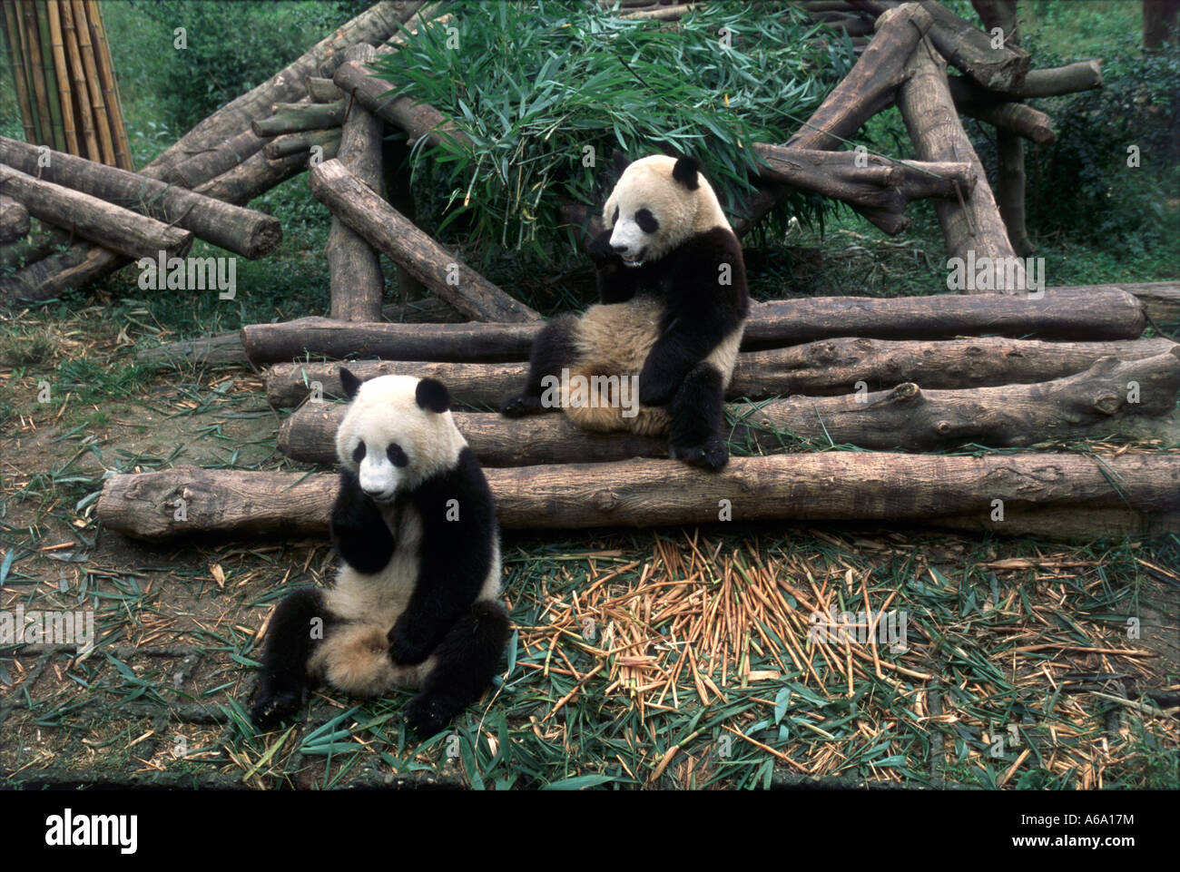 Panda china wolong panda center hi-res stock photography and images - Alamy
