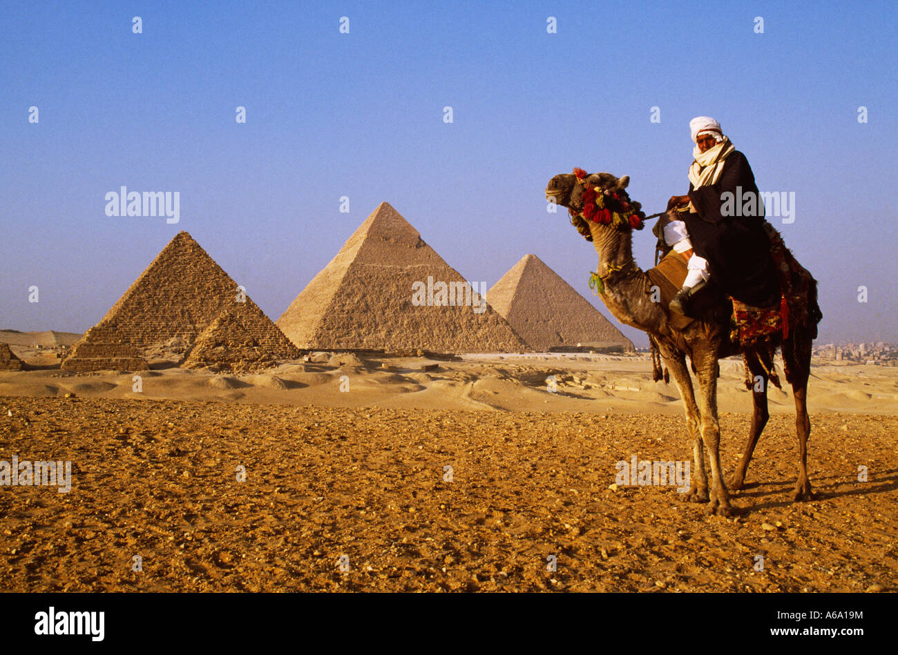 Giza, Egypt; View of the Pyramids with an Arab man on a camel in ...