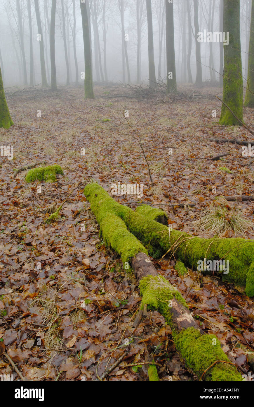 Beech forest floor in the winter Stock Photo - Alamy