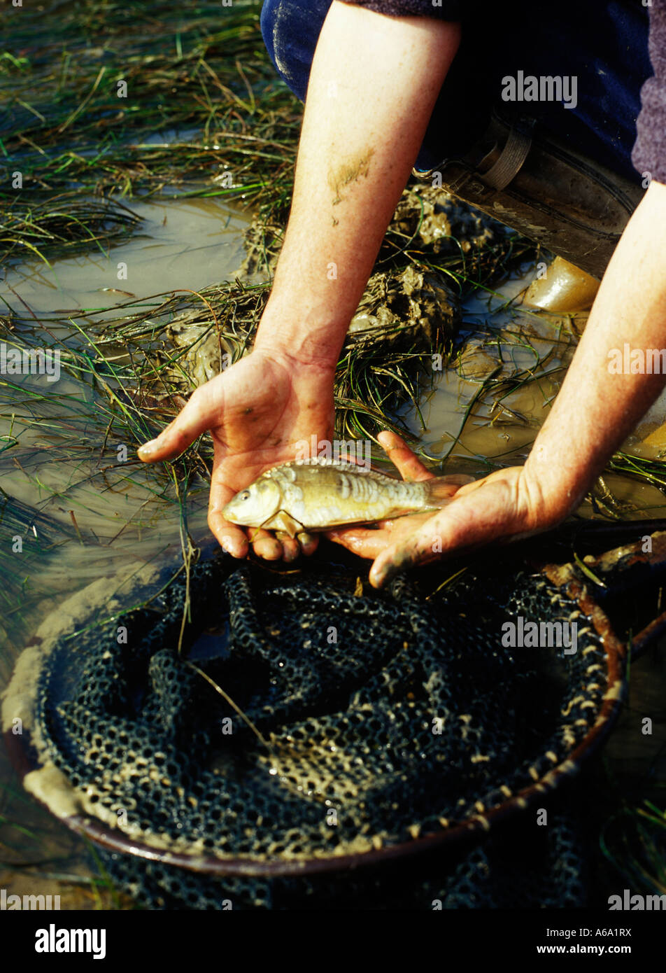 NETTING FISH SHOWING A SMALL MIRROR CARP Stock Photo - Alamy