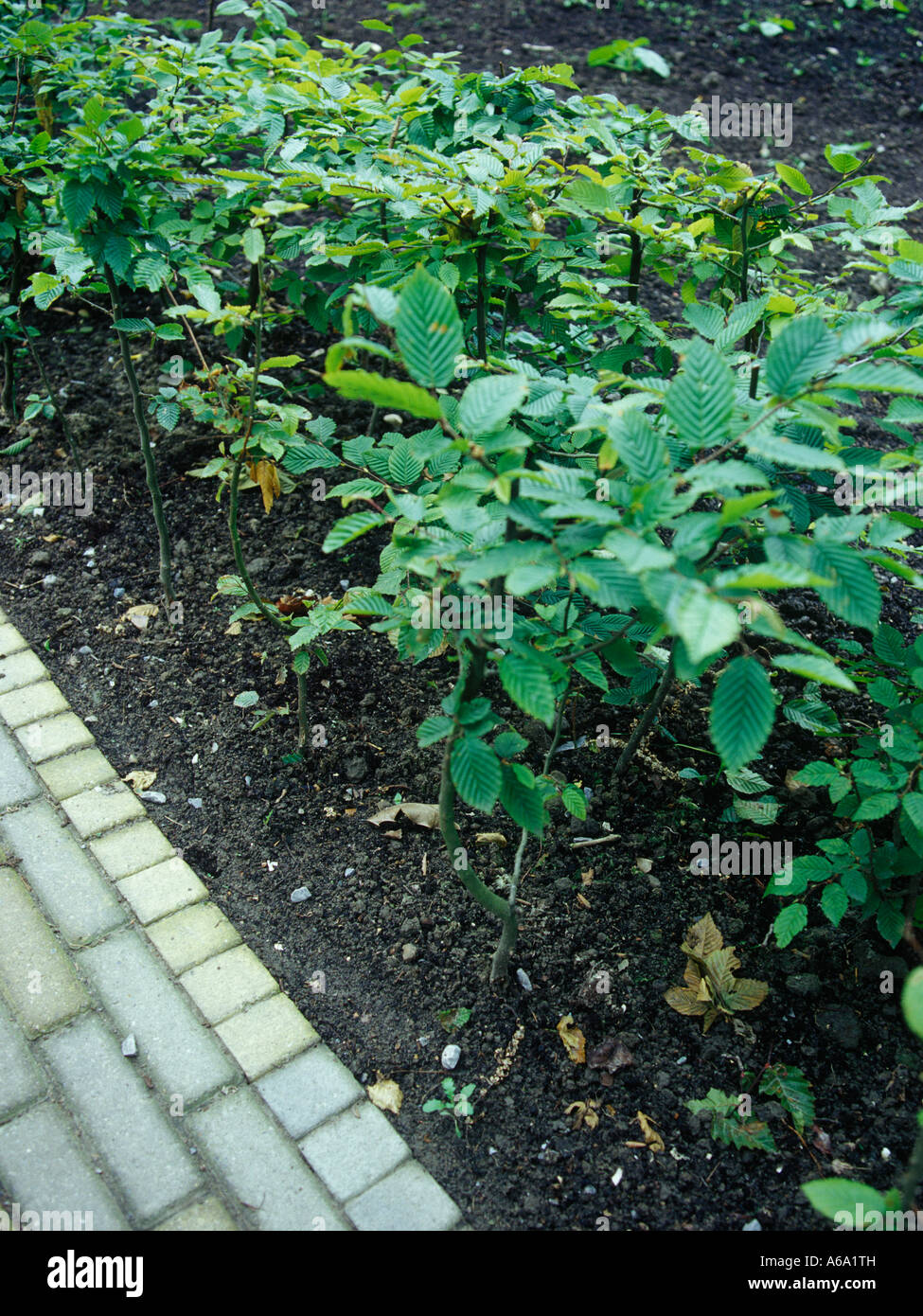 BEECH HEDGING SHOWING A RECENTLY PLANTED HEDGE Stock Photo - Alamy