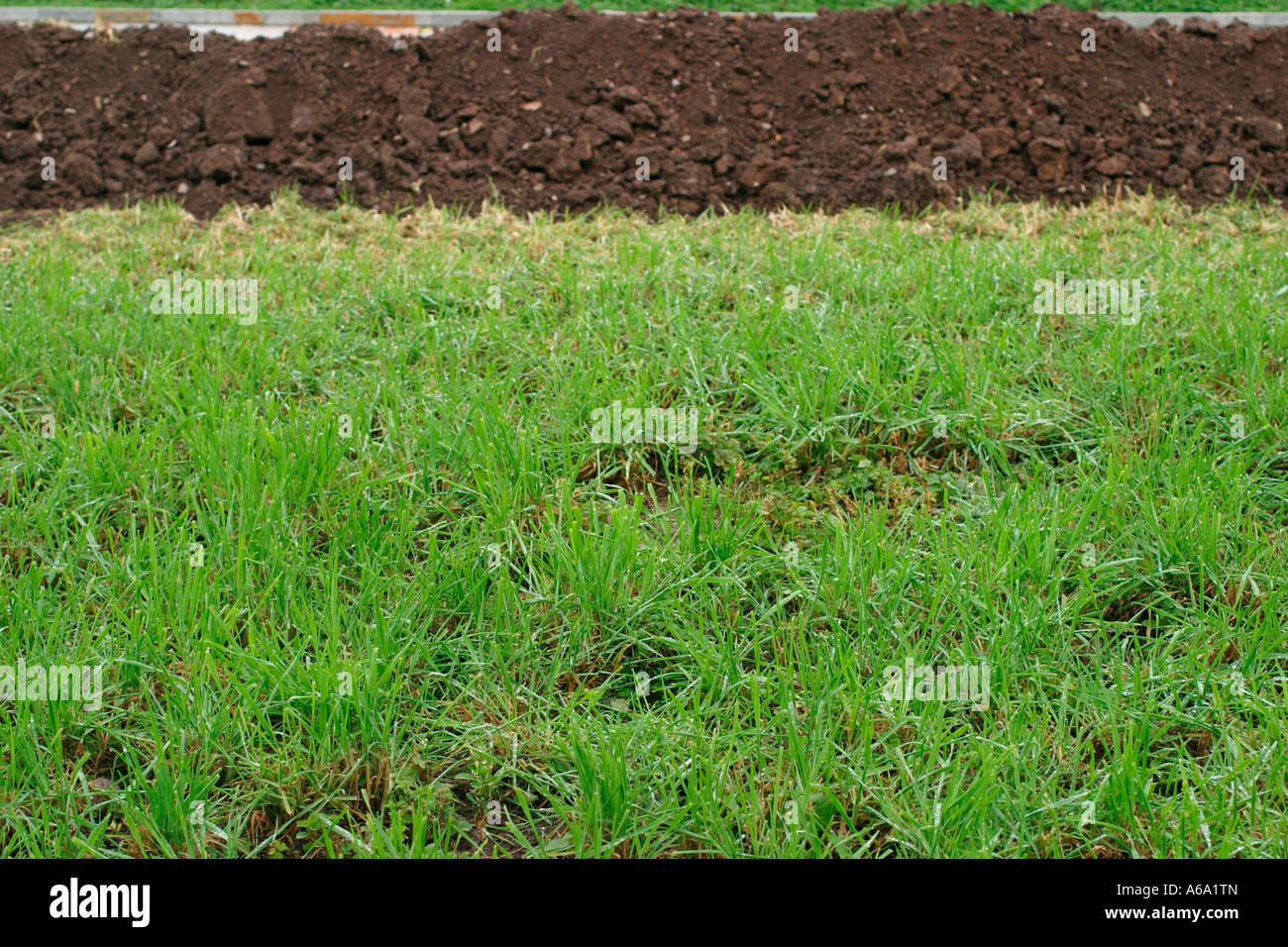 DIGGING IN GREEN MANURE RYE GRASS TO IMPROVE SOIL FERTILITY Stock Photo ...