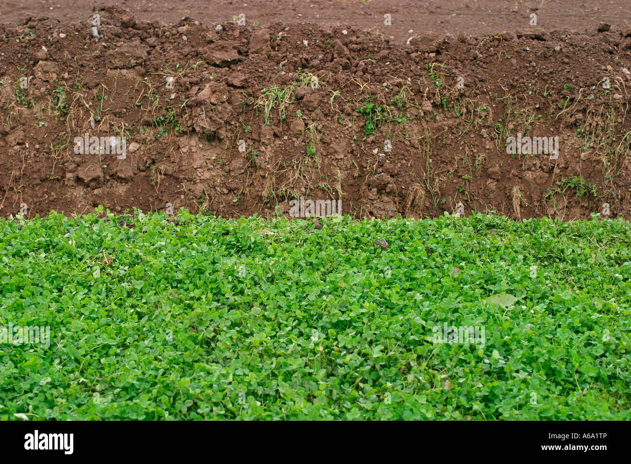 Green manure digging in hi-res stock photography and images - Alamy