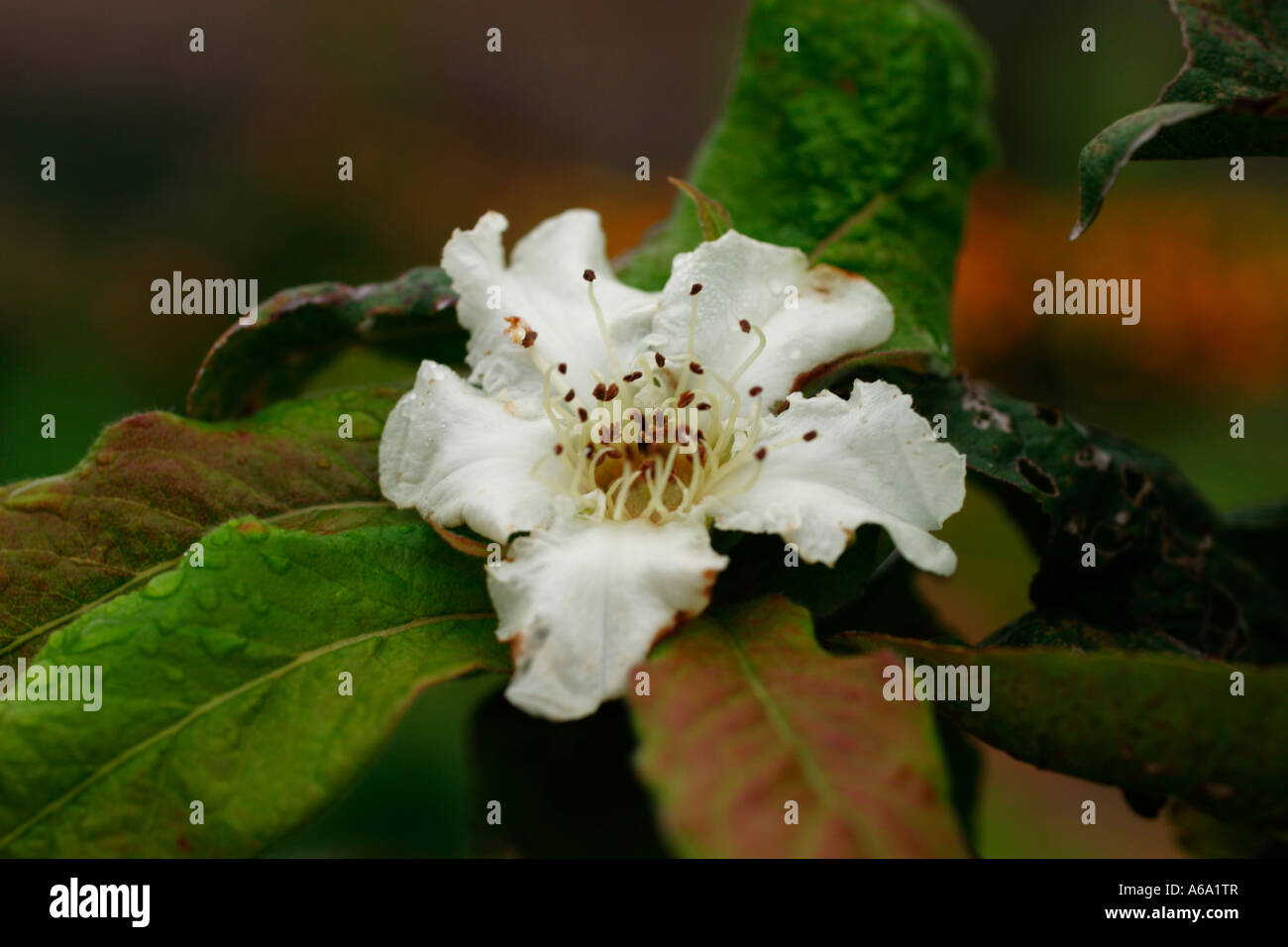 MEDLAR CLOSE UP OF FLOWER Stock Photo - Alamy