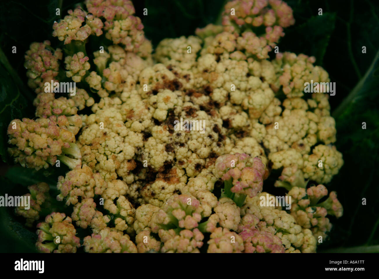 SIGNS OF BORON DEFICIENCY ON CAULIFLOWER CURD Stock Photo - Alamy