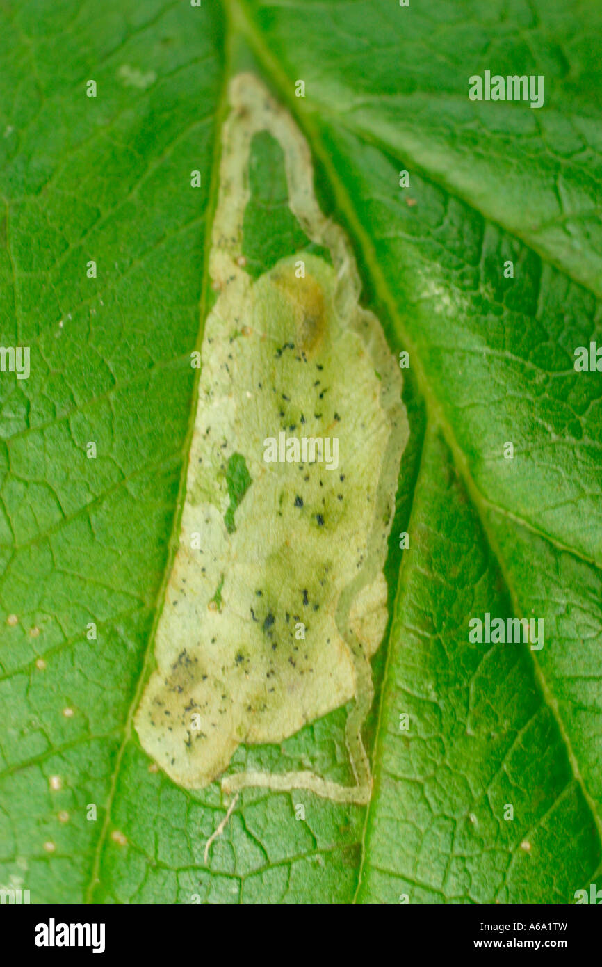 LEAF MINER MINES ON RASPBERRY LEAF Stock Photo - Alamy