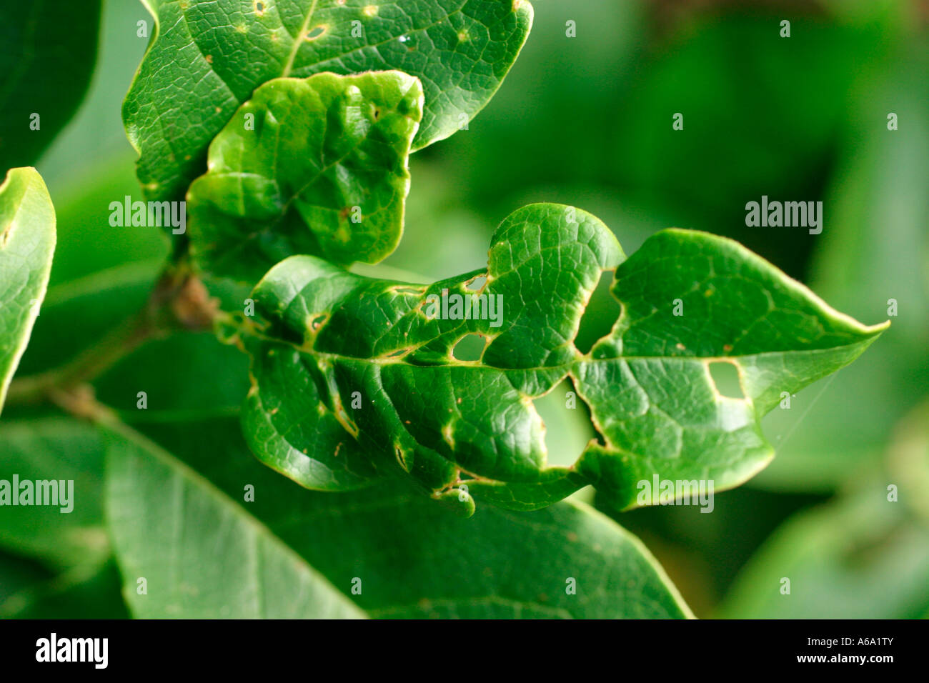 Capsid bug damage hi-res stock photography and images - Alamy