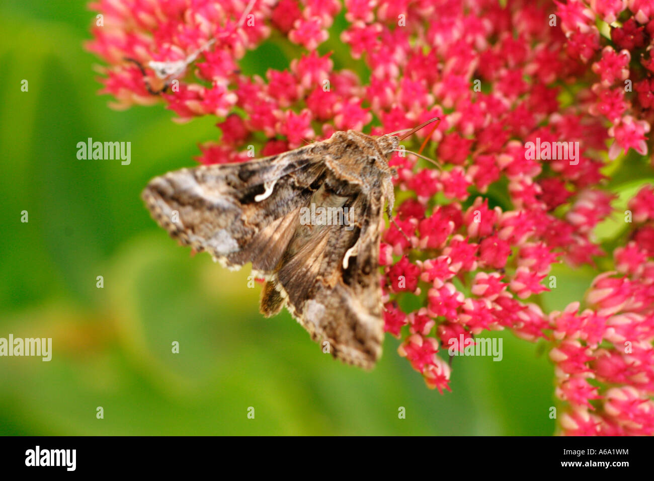 SILVER Y MOTH PLUSIA GAMMA FEEDING ON SEDUM Stock Photo - Alamy