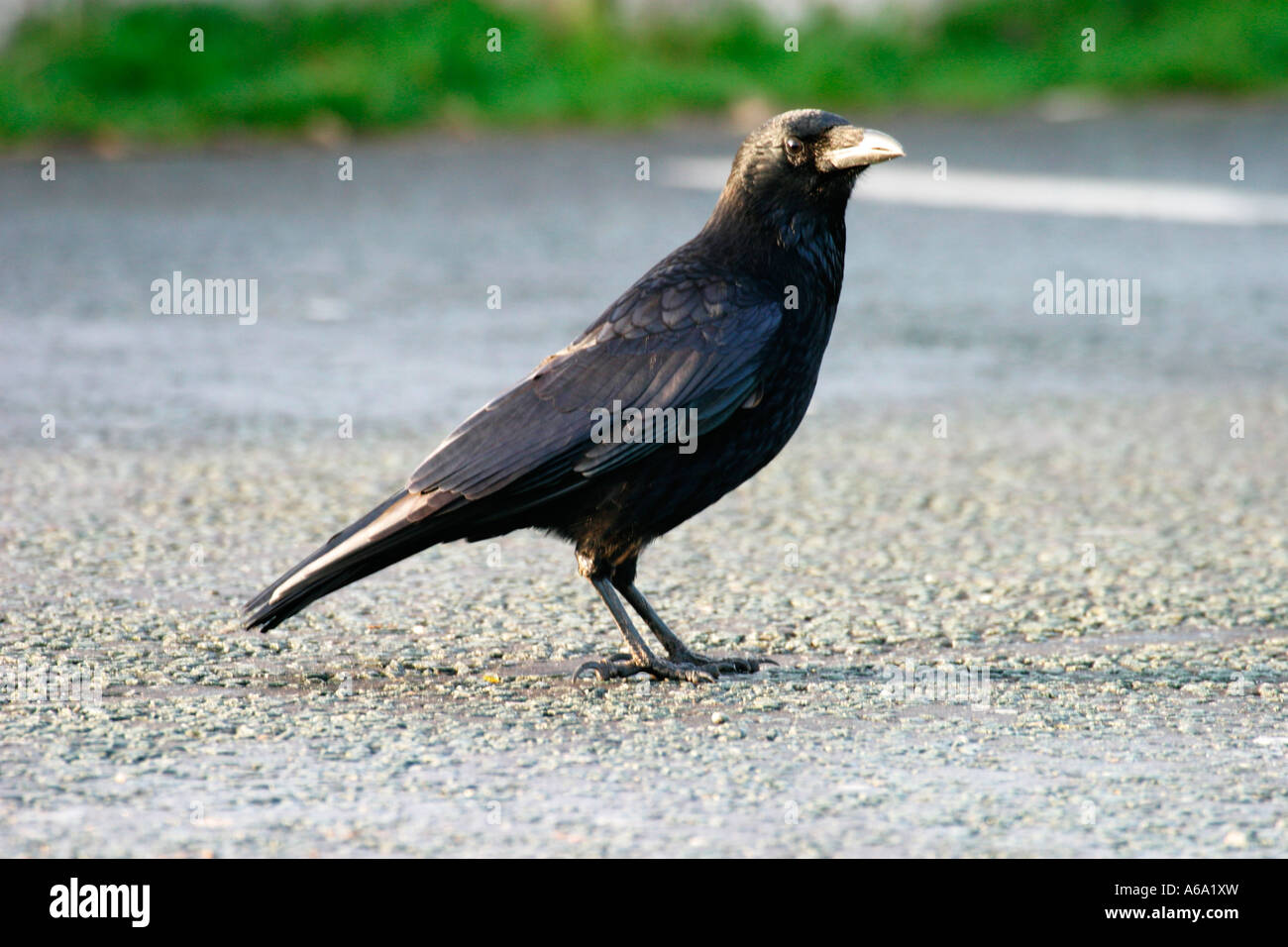 CARRION CROW CORVUS CORONE CORONE ON TARMAC SIDE VIEW Stock Photo - Alamy