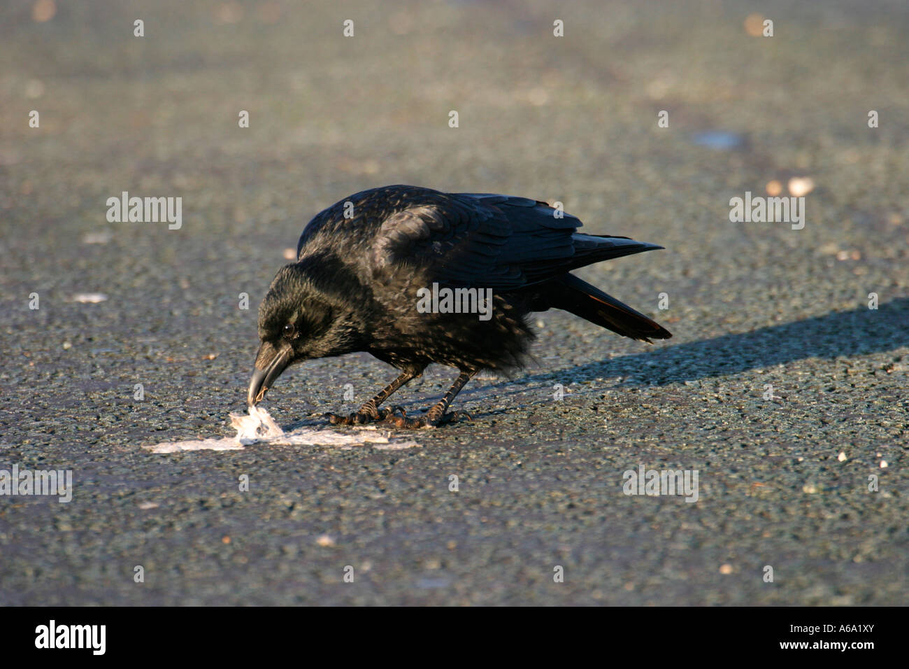 CARRION CROW CORVUS CORONE CORONE JUVENILE ON TARMAC EATING RUBBISH ...