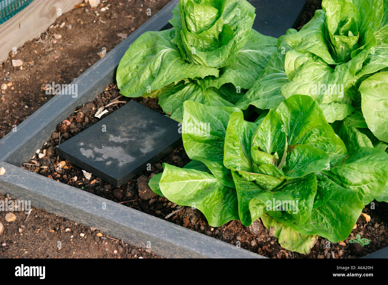 Pitfall trap beetles hi-res stock photography and images - Alamy
