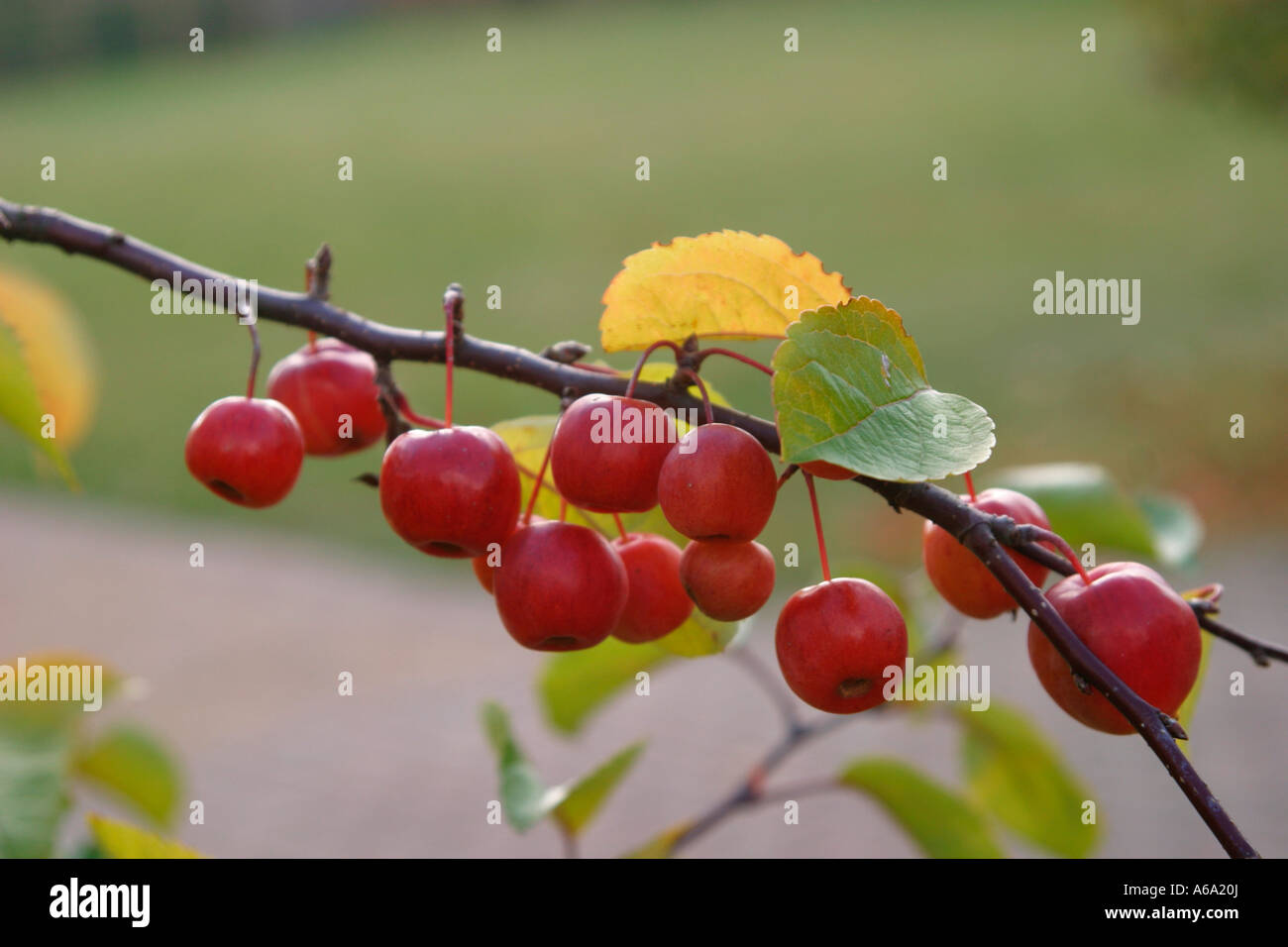 MALUS RED SENTINAL CLOSE UP OF FRUIT Stock Photo - Alamy