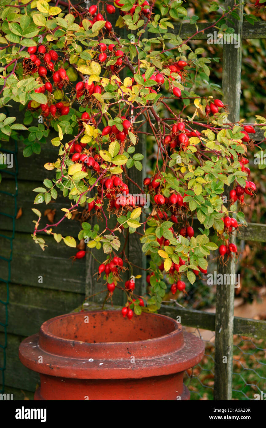 ROSE HIPS RIPEN IN AUTUMN Stock Photo - Alamy
