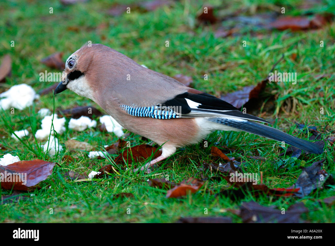 JAY GARRULUS GLANDARIUS TAKING BREAD FROM LAWN SIDE VIEW Stock Photo ...