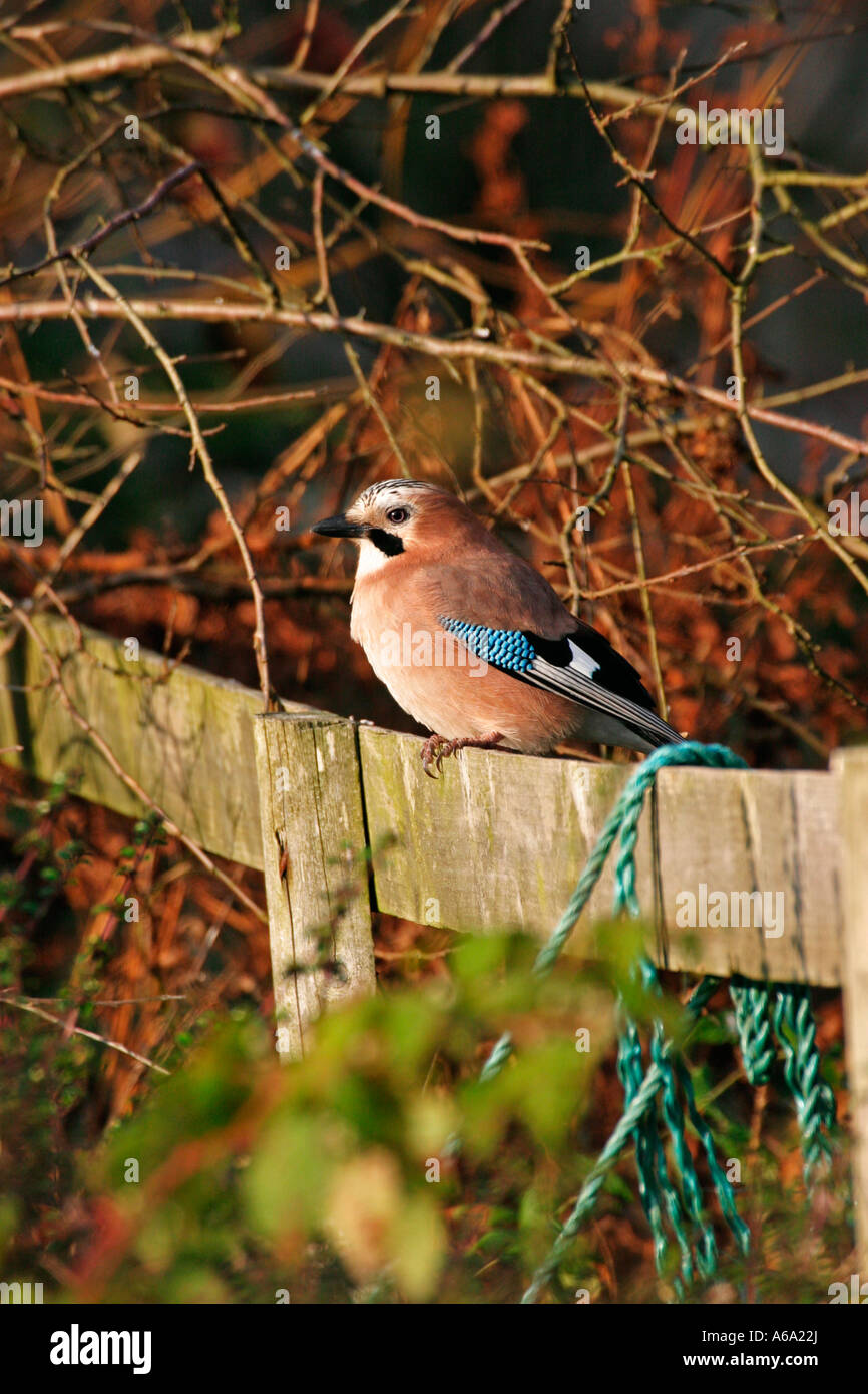 JAY GARRULUS GLANDARIUS ON FENCE SIDE VIEW Stock Photo - Alamy