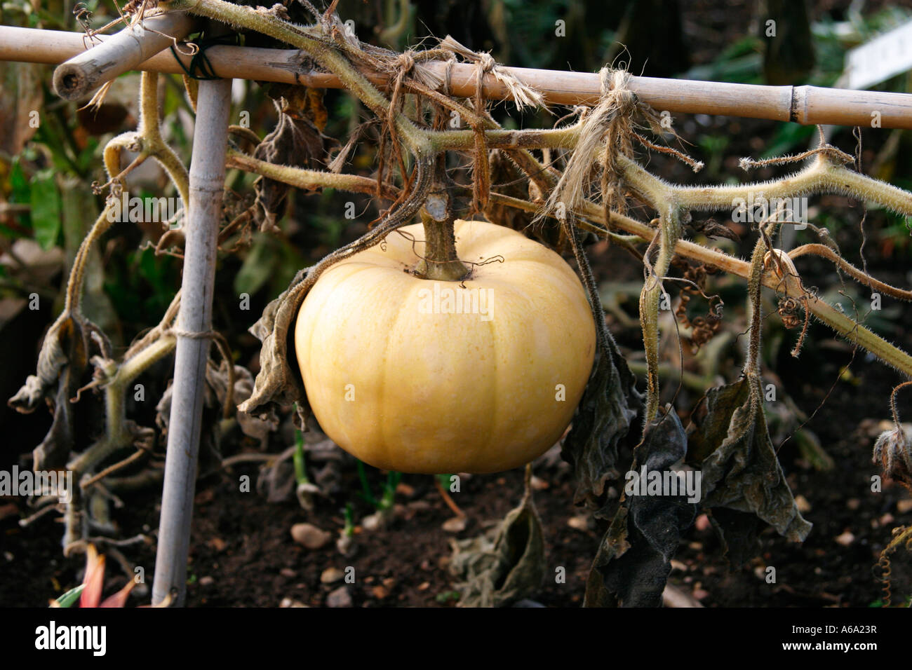 SQUASH READY FOR PICKING Stock Photo - Alamy