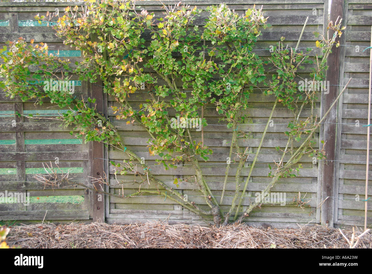 FAN TRAINED GOOSEBERRY Stock Photo - Alamy