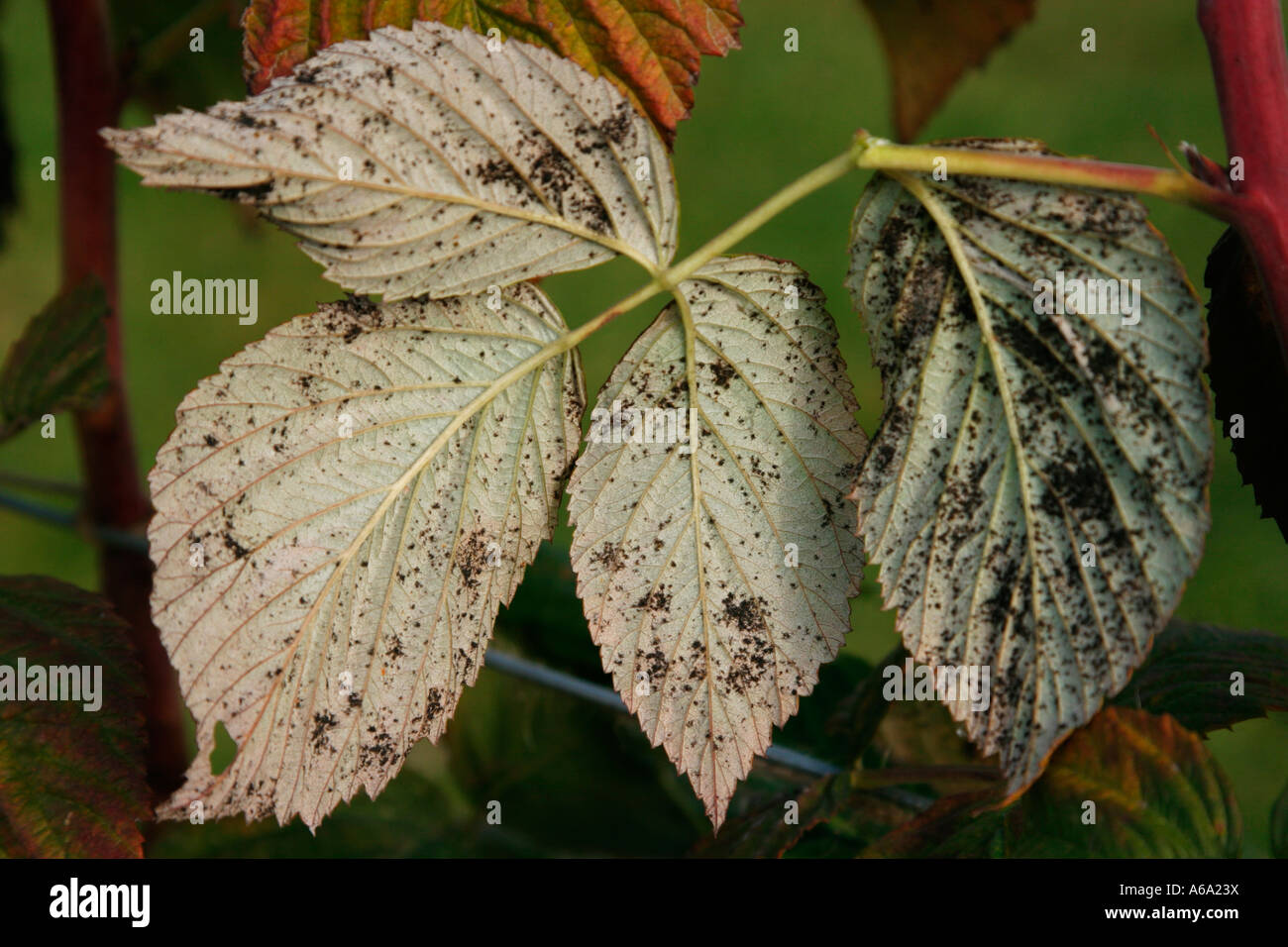 RASPBERRY RUST PHRAGMIDIUM RUBI IDAEI ON UNDERSIDE OF LEAF Stock Photo ...