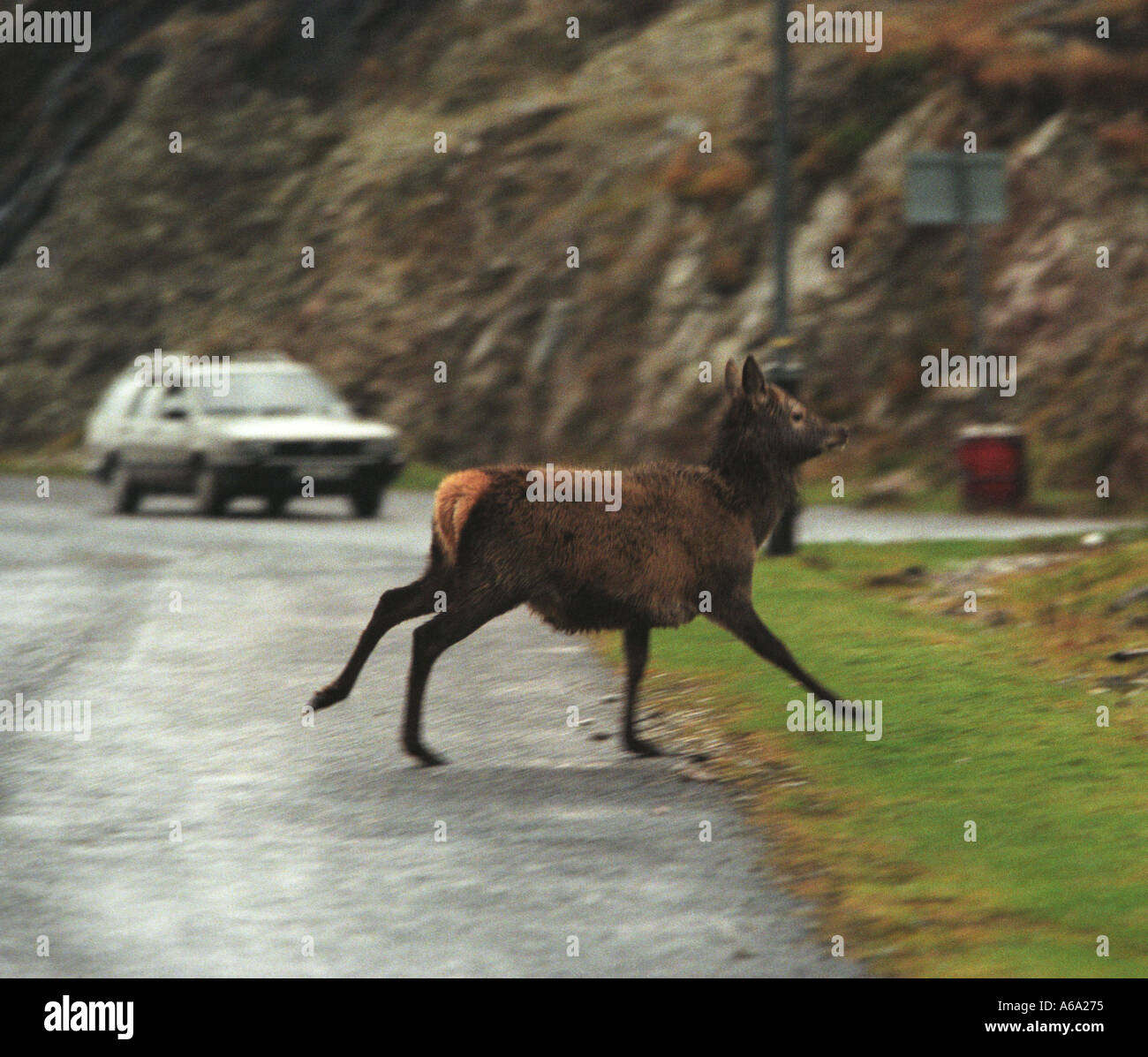 Stag road hi-res stock photography and images - Alamy