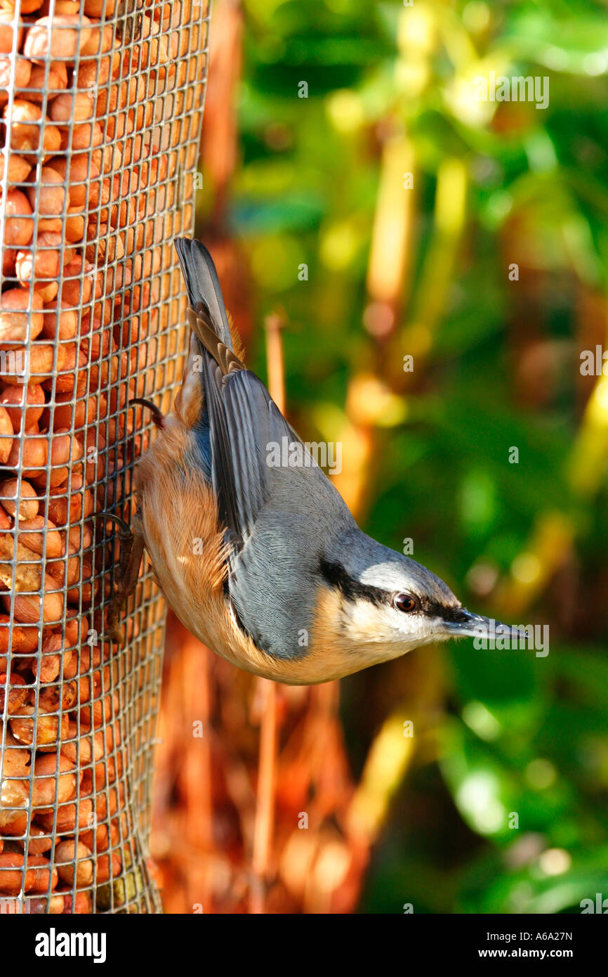 NUTHATCH SITTA EUROPAEA FEEDING AT NUTFEEDER Stock Photo - Alamy