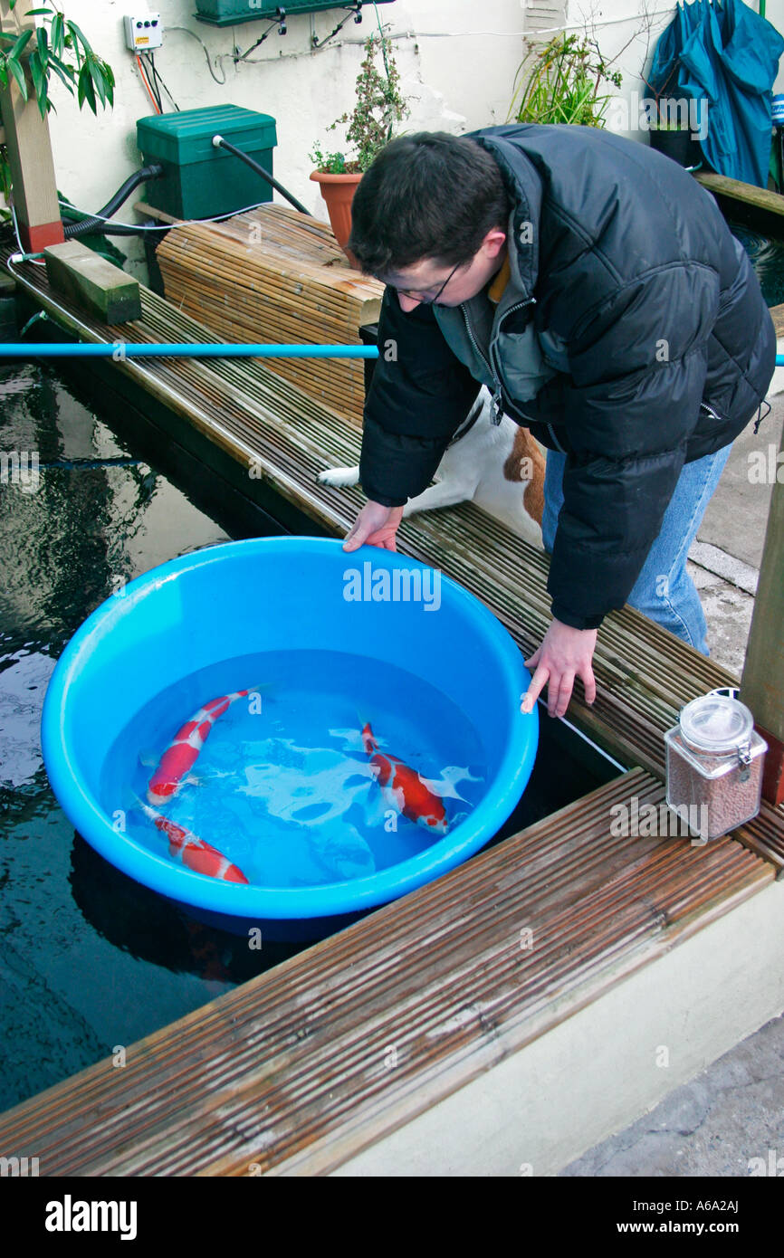 KOI PREPARATION FOR SHOWING BOWLING FISH FOR INSPECTION Stock Photo - Alamy
