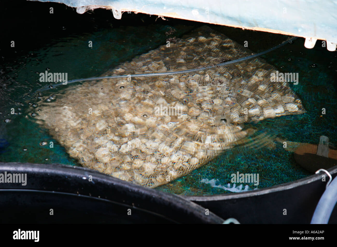 Ph buffer hi-res stock photography and images - Alamy