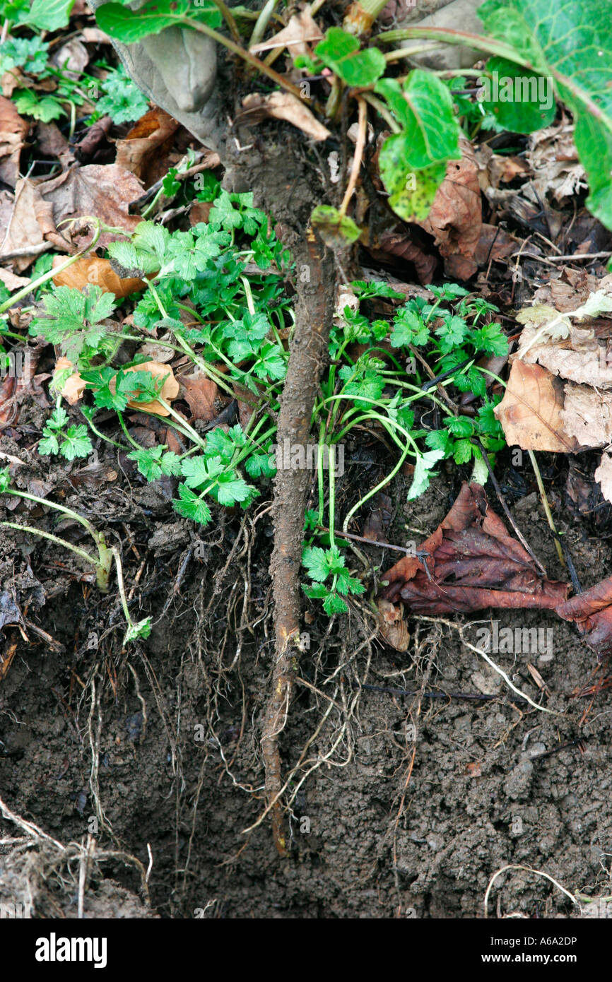 Tap root hi-res stock photography and images - Alamy