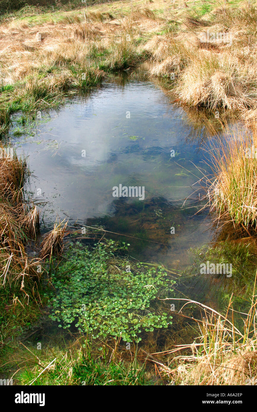 WILDLIFE POND IN SECOND SPRING AFTER DIGGING OUT Stock Photo - Alamy