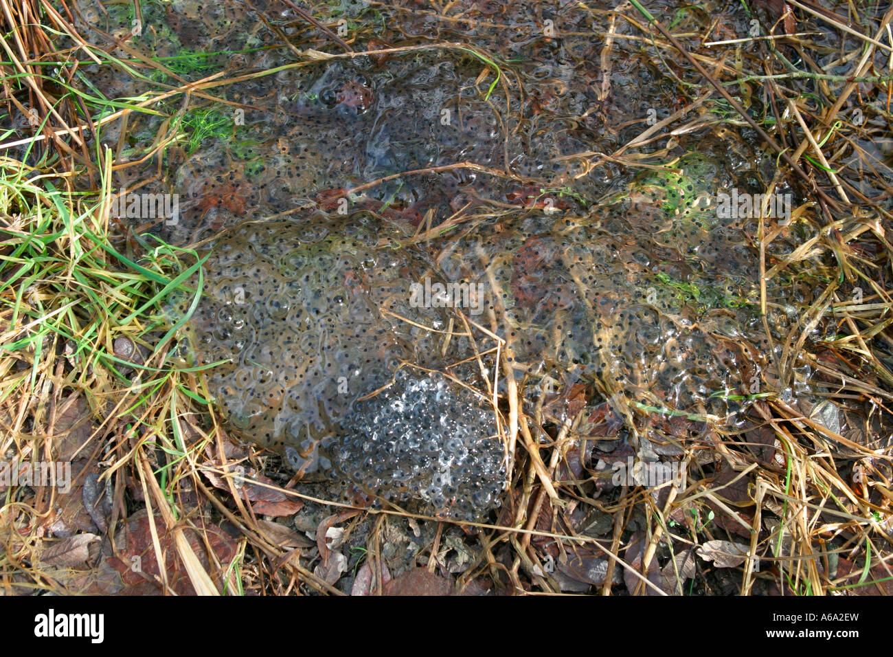 FROGSPAWN RANA TEMPORIA SOMETIMES DRIES OUT AND DIES IF WATER RECEDES ...