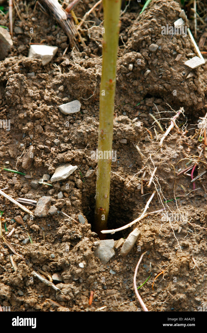WIND ROCK WIND CAN LOOSEN ROOTS ON UNSTAKED TREES Stock Photo - Alamy