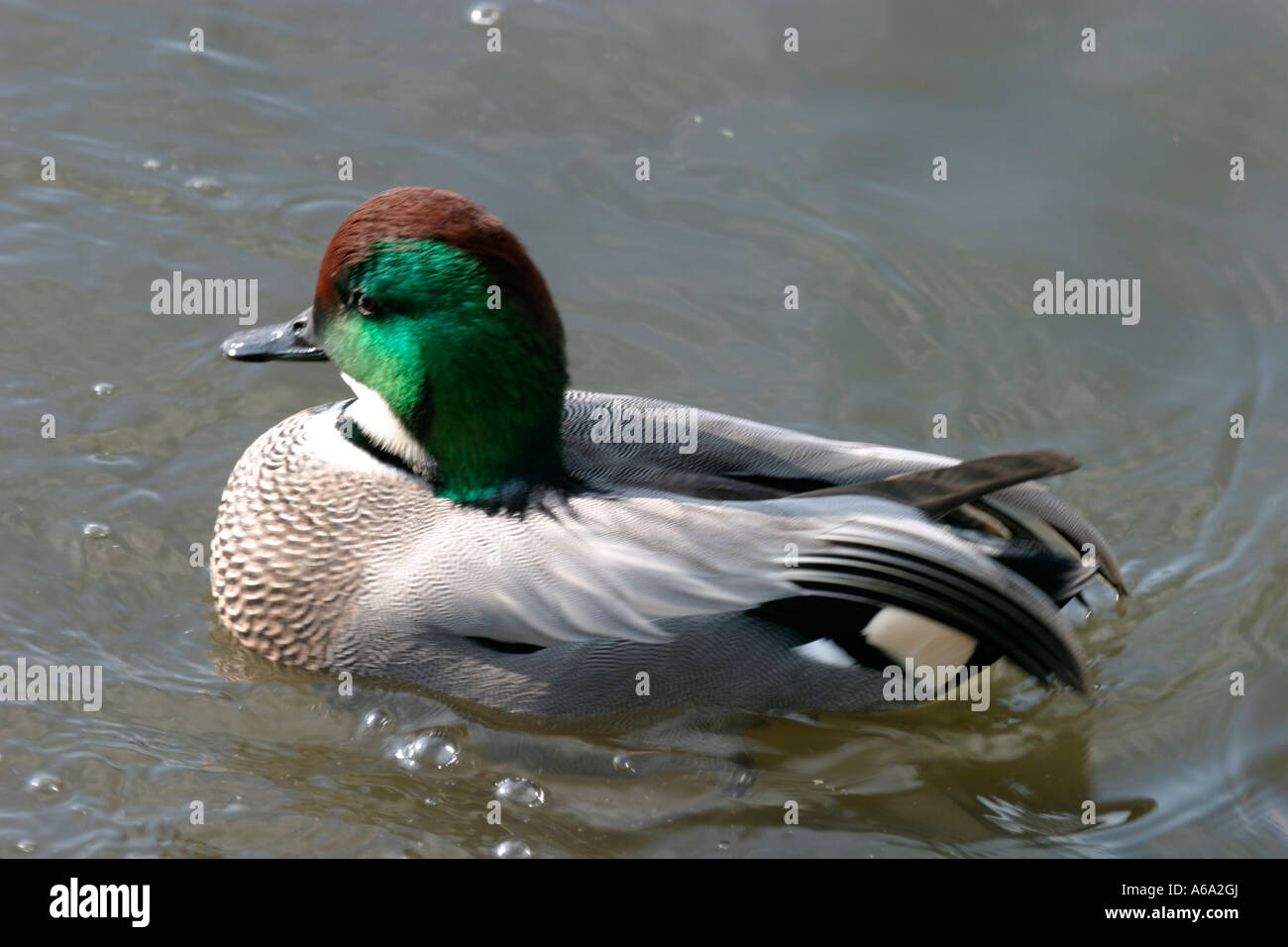 Falcated duck anas falcata hi-res stock photography and images - Alamy