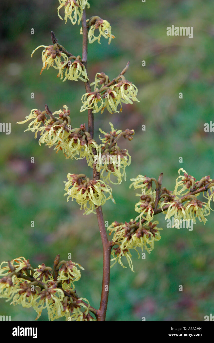 HAEMAMALIS MOLLIS CU OF FLOWERS Stock Photo - Alamy
