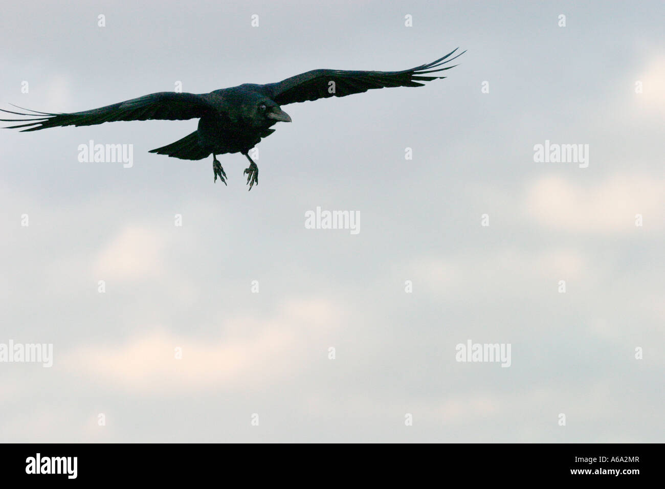 CARRION CROW CORVUS CORONE HOVERING ABOVE WALL Stock Photo - Alamy