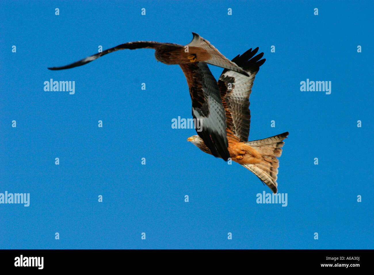 KITES MILVUS MILVUS IN FLIGHT AGAINST BLUE SKY Stock Photo - Alamy